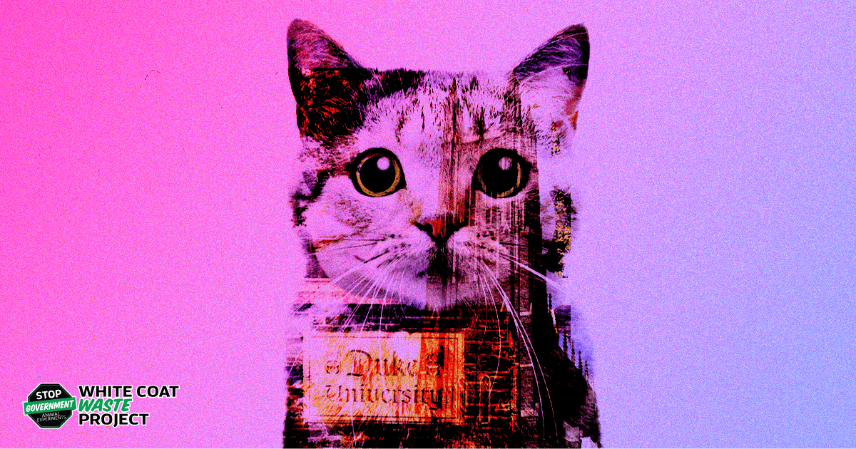 BUSTED By WCW: Tax-Funded Duke U Cat Abusers Violated Fed Law — White Coat Waste Project