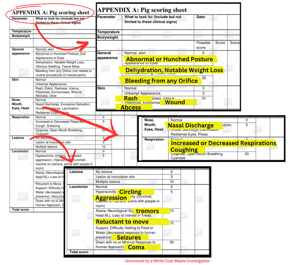 WCW INVESTIGATION: Max-Pain Ebola Tests on Baby Piglets at Fauci’s ...
