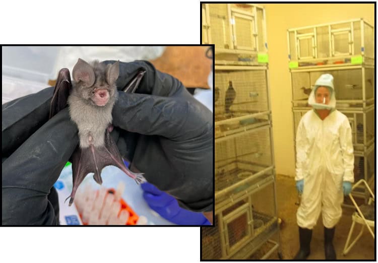 WCW Exposes Wuhan West: NIH, EcoHealth & Colorado State University ...