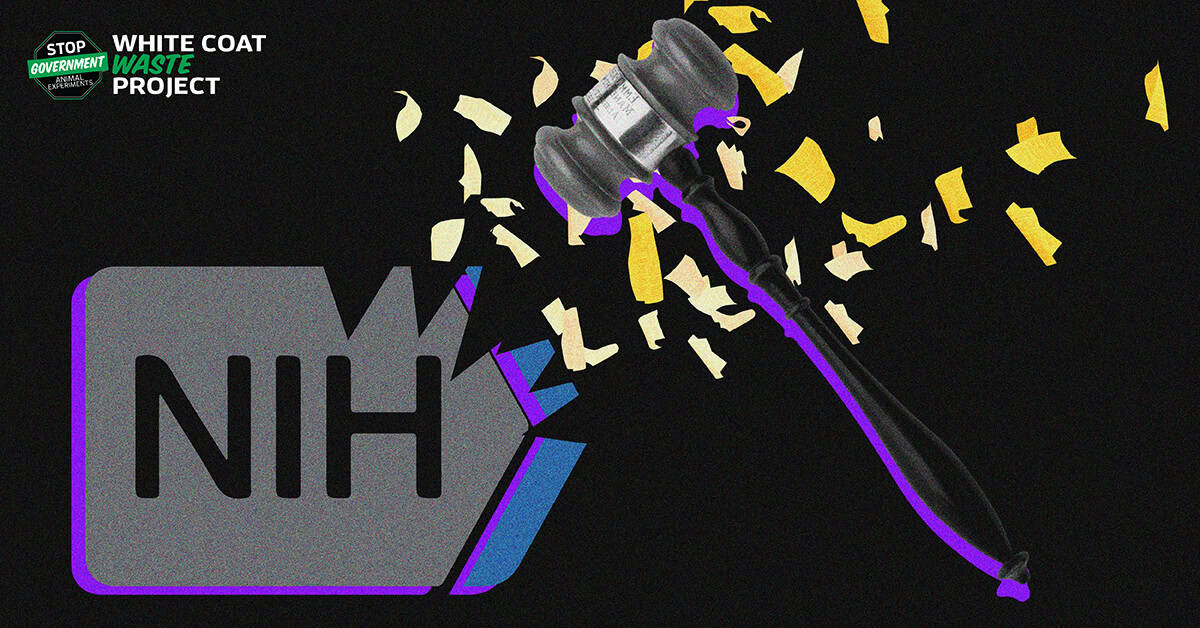 Victory! WCW Lawsuit Secures Videos & Photos of NIH Max Pain Animal ...