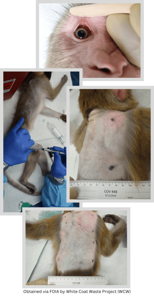 Victory! WCW Lawsuit Secures Videos & Photos of NIH Max Pain Animal ...