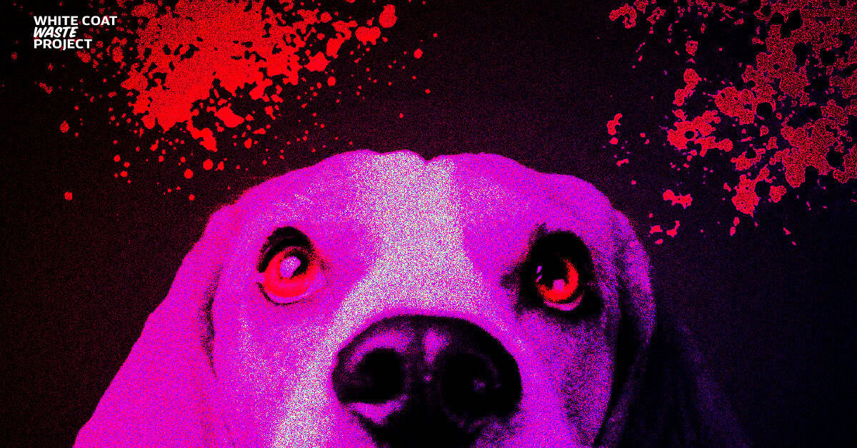 BUSTED BY WCW: Tax-Funded Blind Beagle Mill at Michigan State ...