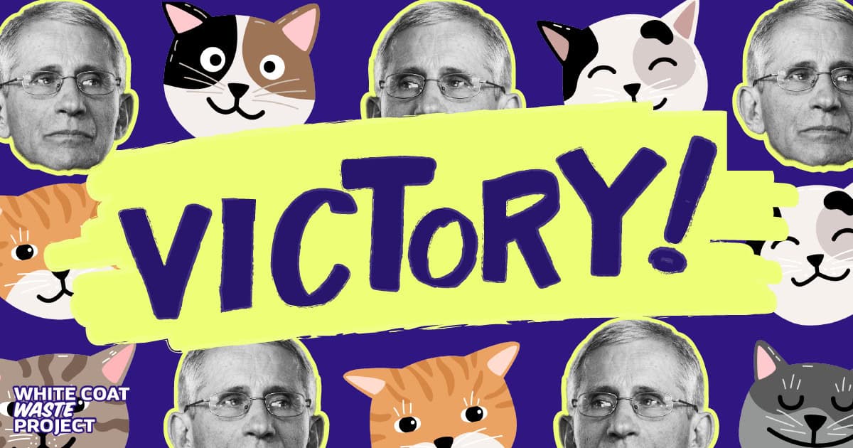 VICTORY: WCW Investigation Closes Cat Lab, Spares Kittens from NIH ...