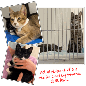 VICTORY: WCW Investigation Closes Cat Lab, Spares Kittens from NIH ...