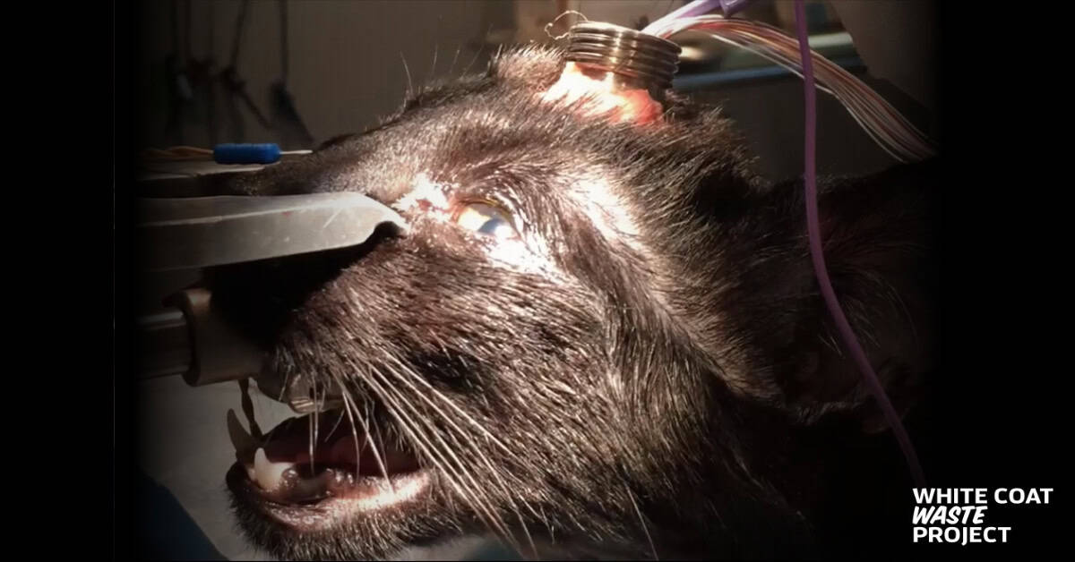 Video Investigation: $35M NIH-funded lab electro-shocks cats — White ...