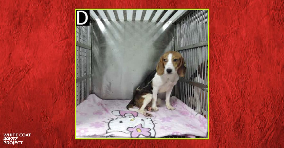 WCW Investigation: NIH Still Funding Chinese Dog Labs & Other CCP ...