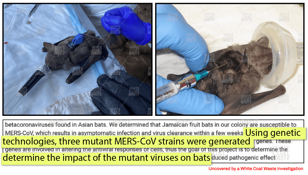 NIH continues to waste MILLIONS building 'Wuhan West' bat lab at ...