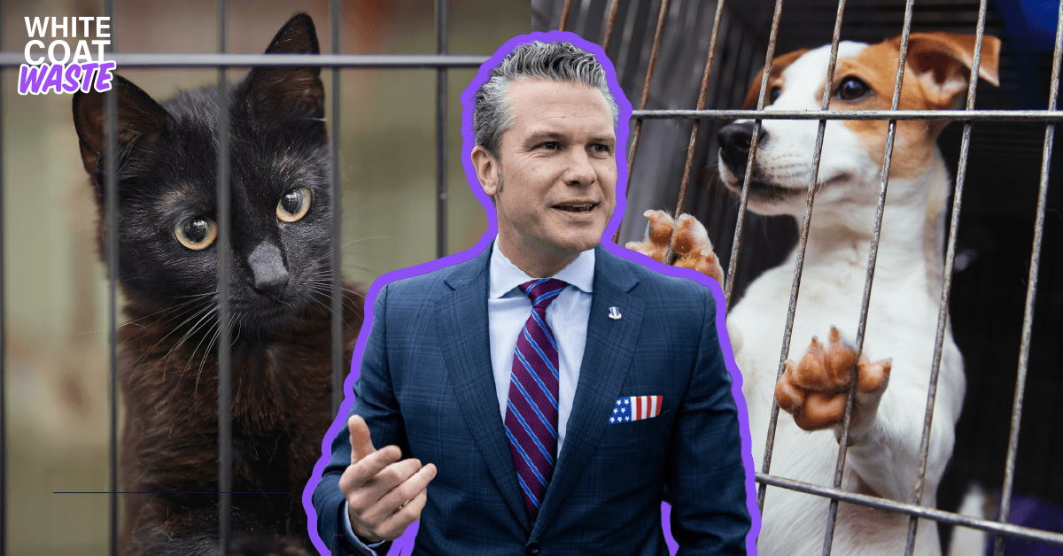 WCW VICTORY! Pentagon Cuts Millions in Dog and Cat Labs, Credits WCW ...