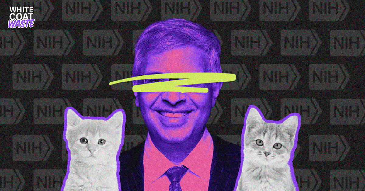 WCW Investigation: NIH Extended Kitten Heart Failure Tests After “Phase ...